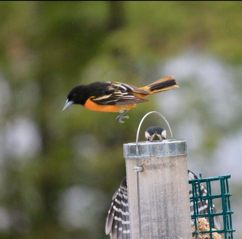 Photo Gallery - Retreat at Loon Pond